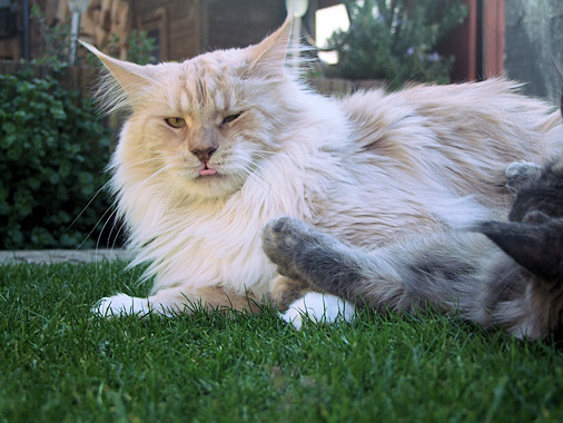 Great Chums Maine Coons - Eva Dormeyer in Peine